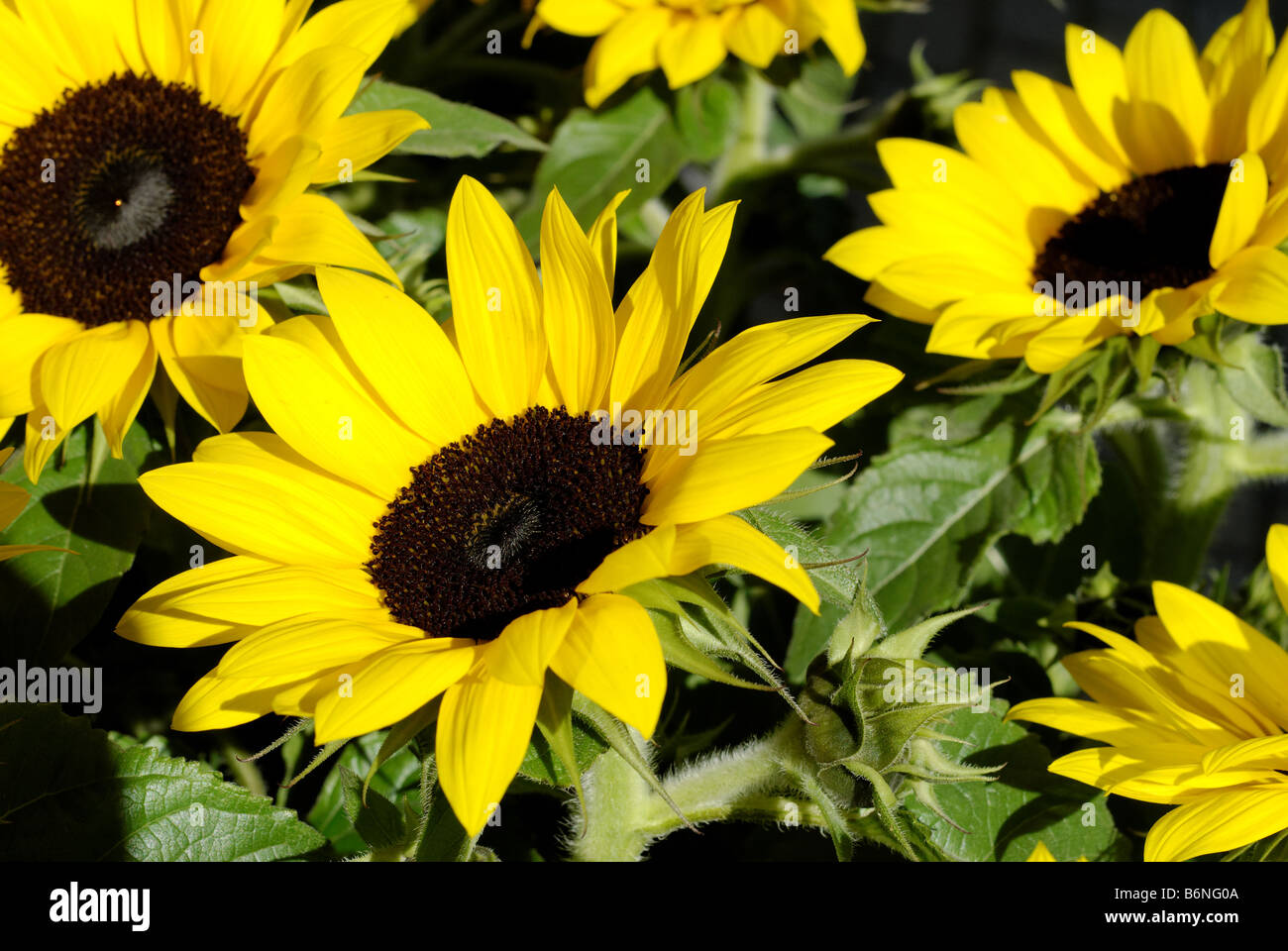 Beautiful blooming sunflowers hi-res stock photography and images - Alamy