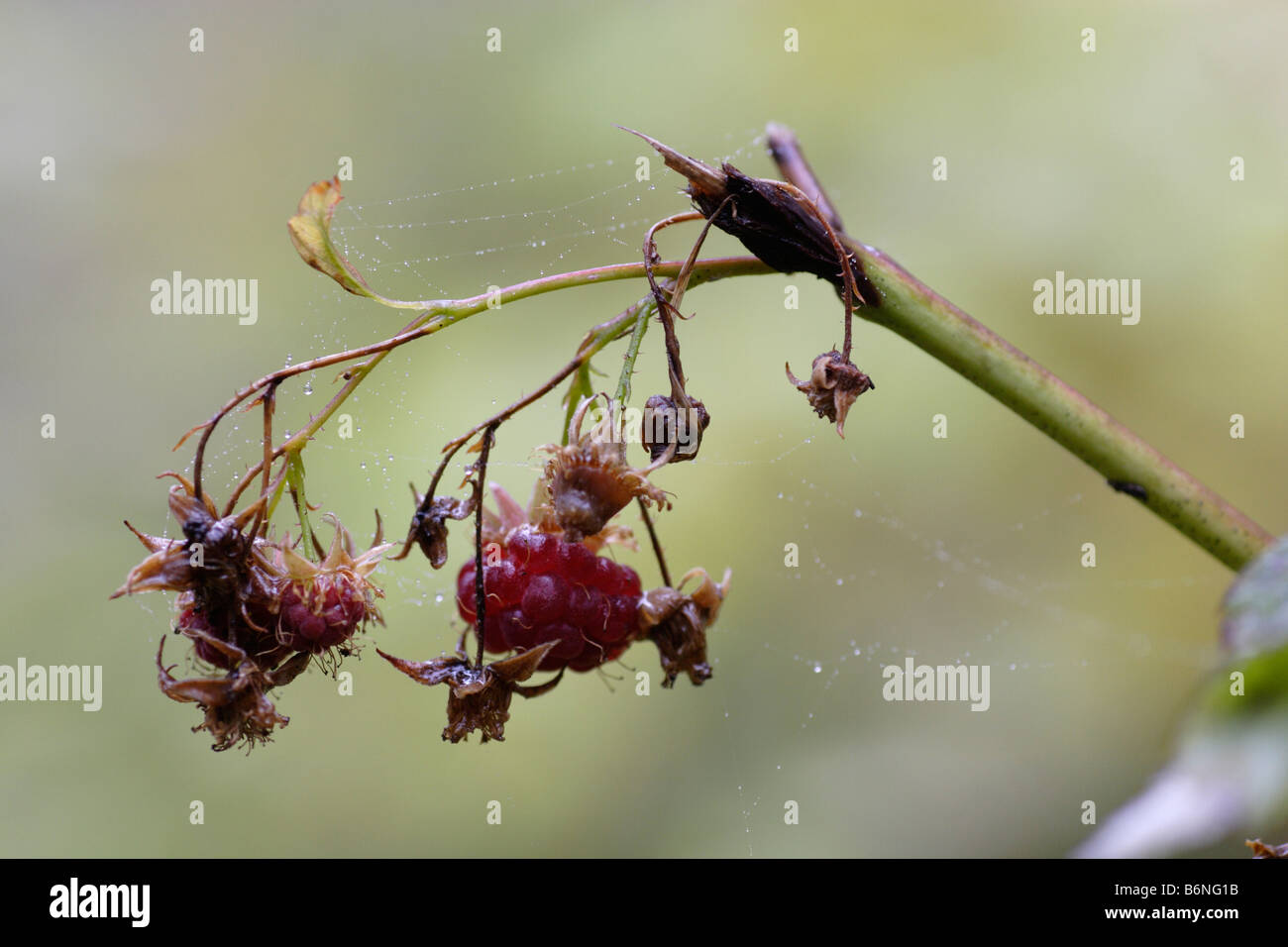 Wild red raspberry hi-res stock photography and images - Alamy