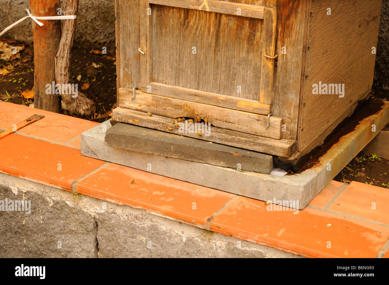 A very active Beehive in village on slopes of Mount Etna in Sicily ...