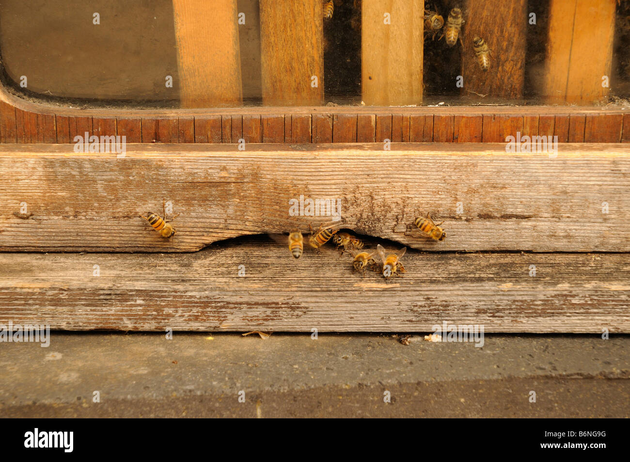 A very active Beehive in village on slopes of Mount Etna in Sicily ...