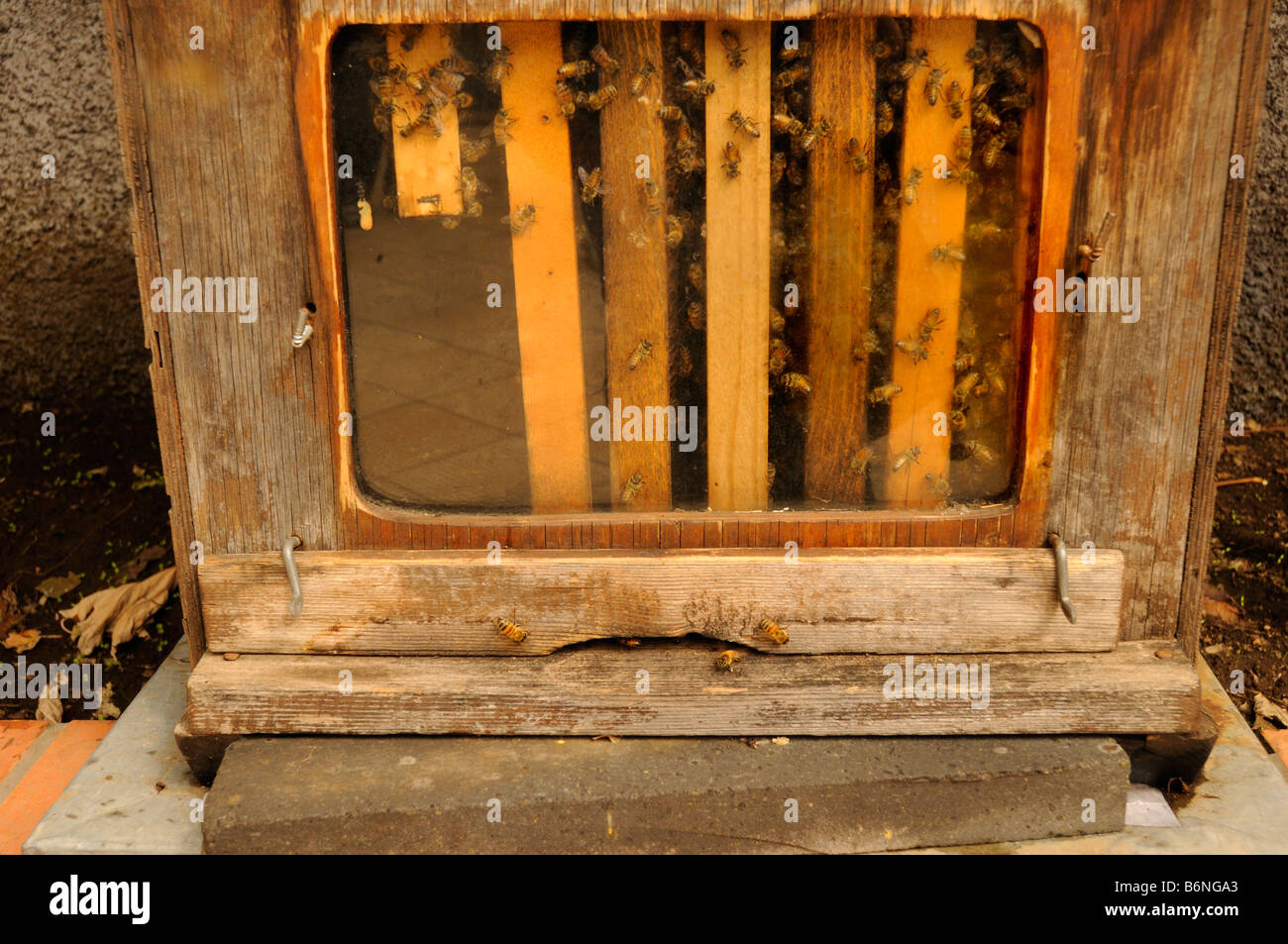 A very active Beehive in village on slopes of Mount Etna in Sicily ...