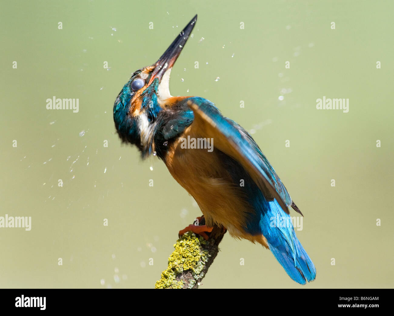 Kingfisher head hi-res stock photography and images - Alamy