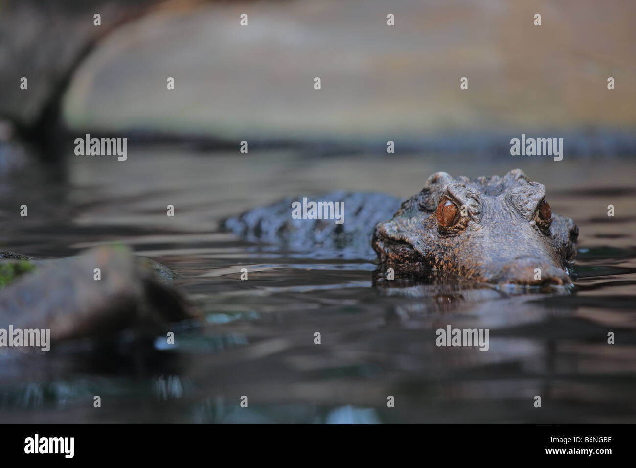 Alligator river hi-res stock photography and images - Alamy