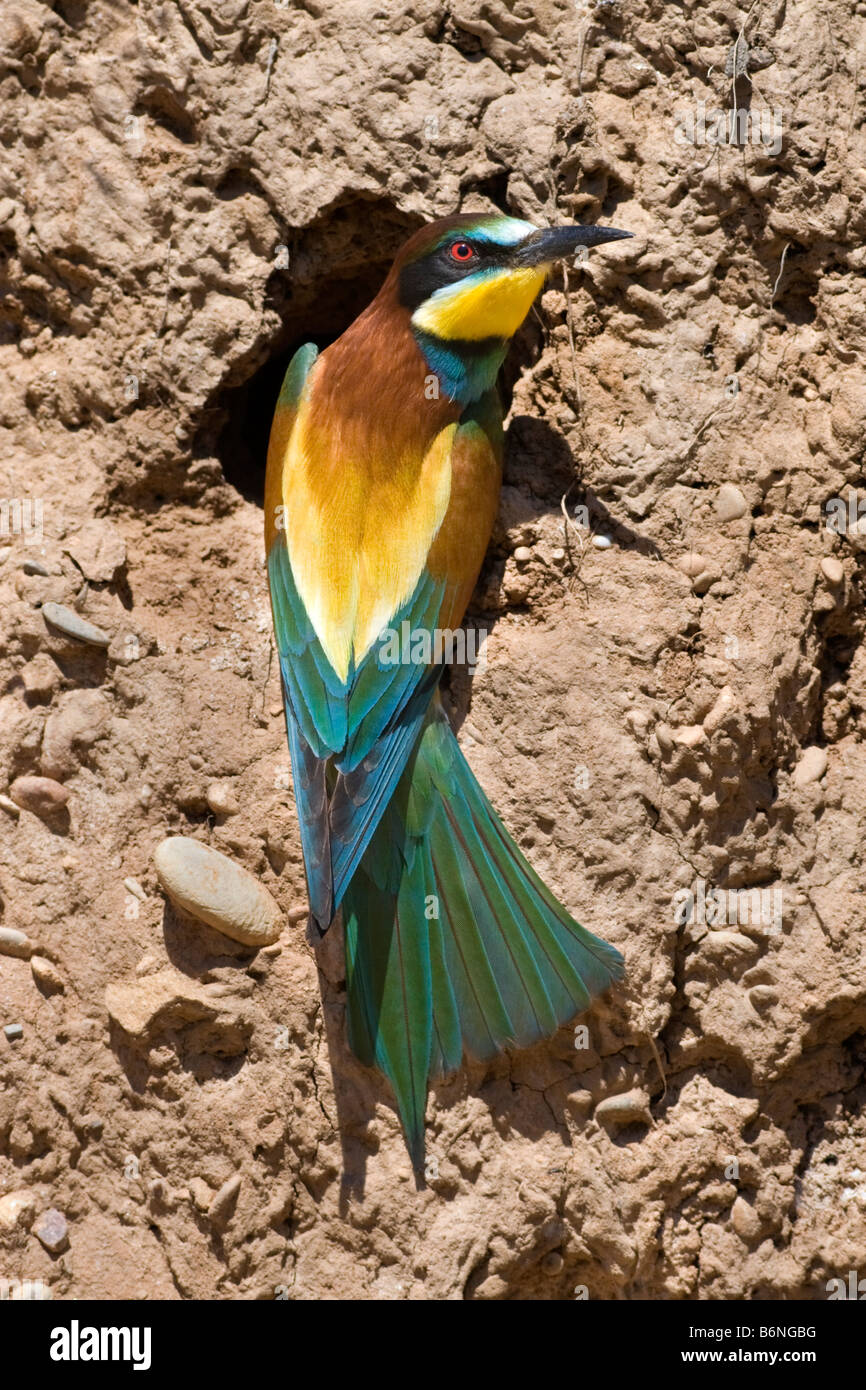 European bee eater , Merops apiaster , in nest Stock Photo - Alamy