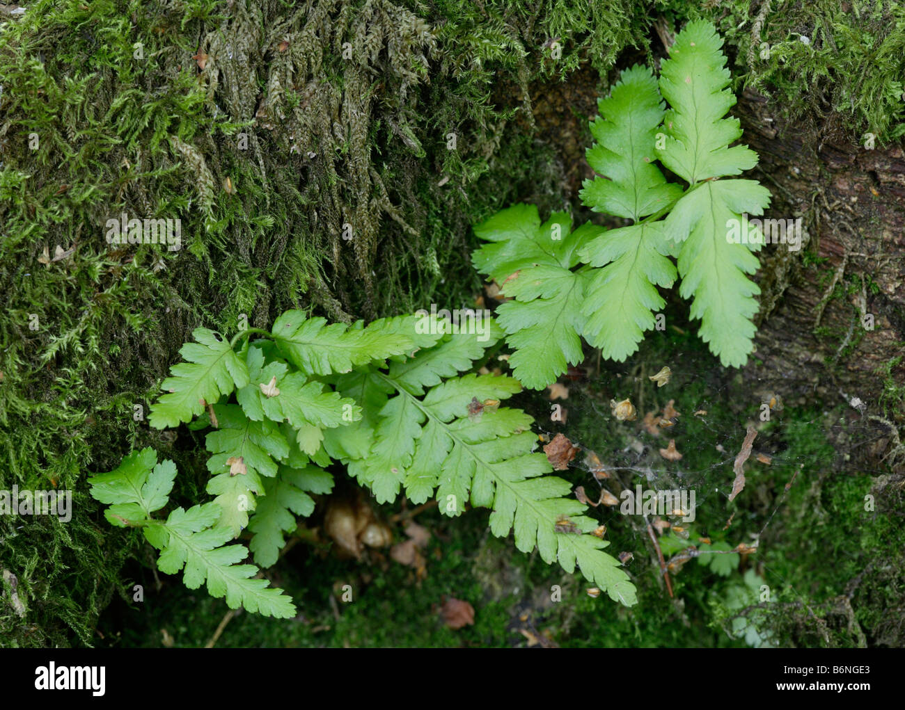 Ferns growing on log Stock Photo - Alamy