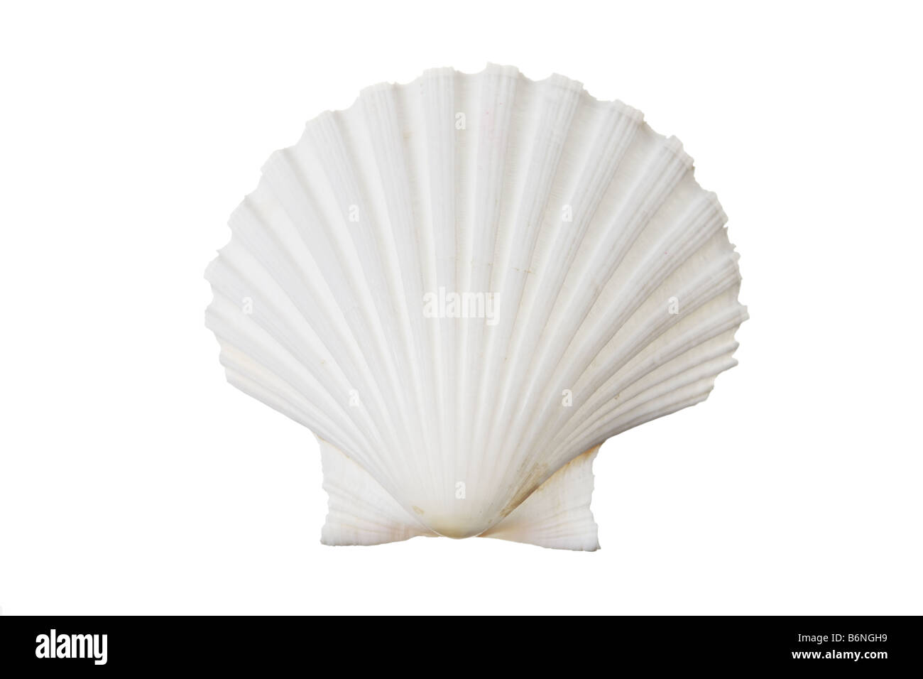 Wrinkled shell hi-res stock photography and images - Alamy