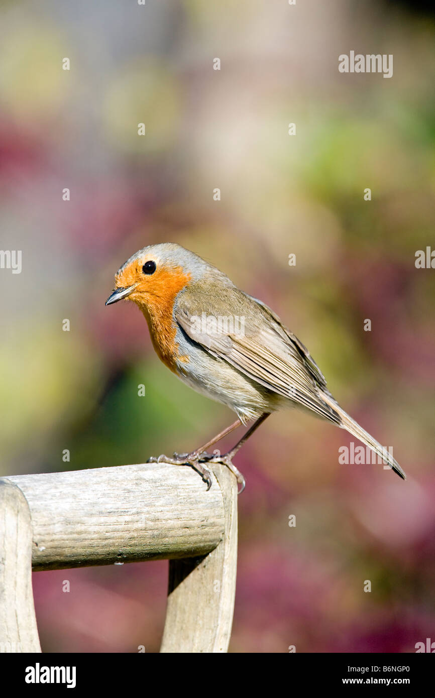 Robin Erithacus rubecula Turdidae Stock Photo - Alamy