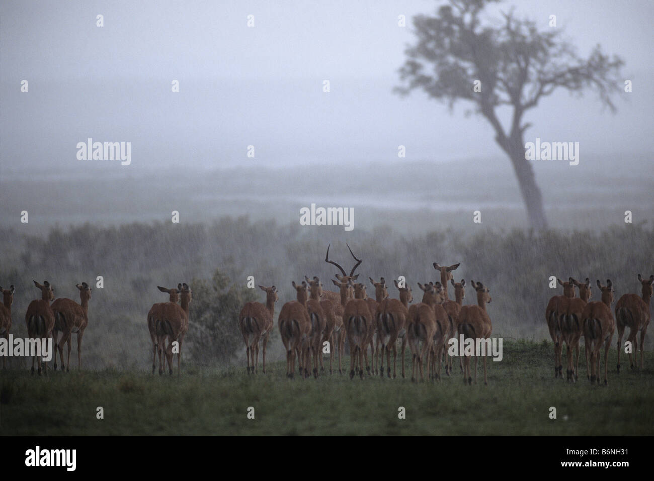 Impala Waiting Out the Storm Stock Photo - Alamy