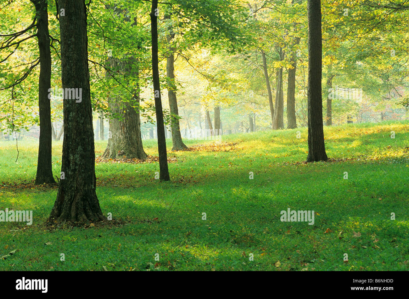 Pastoral forest hi-res stock photography and images - Alamy
