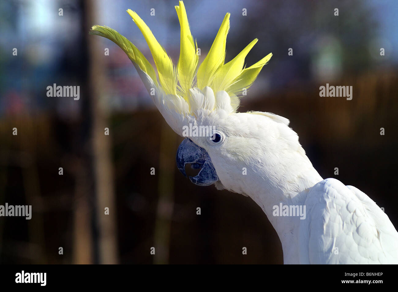 Sulphur Crested Cockatoos Parrot Stock Photo - Alamy