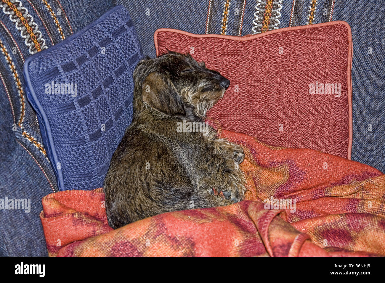 Hunting dog relaxing Stock Photo - Alamy