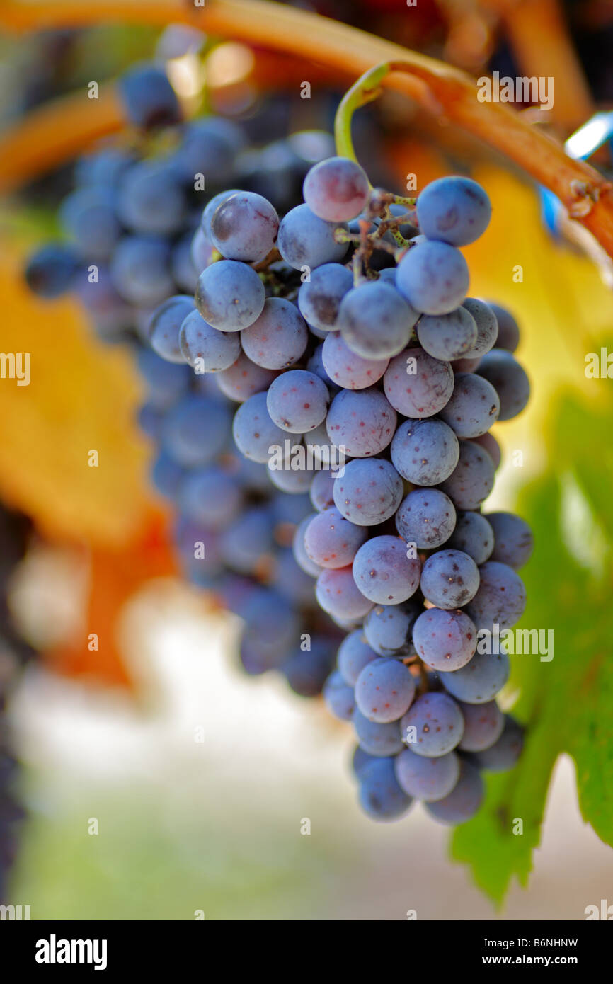 Orchard of green grapes hi-res stock photography and images - Alamy