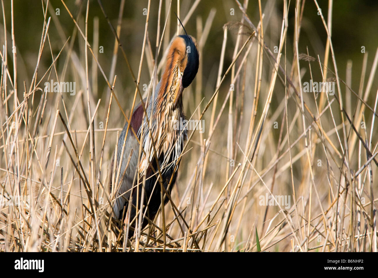 Cleaning of the plumage hi-res stock photography and images - Alamy