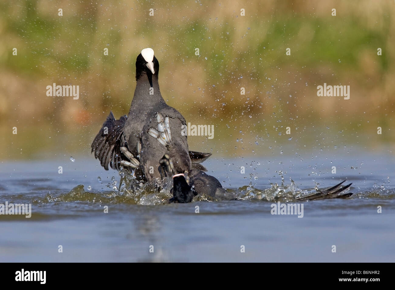Battle between 2 male during the courtship display Stock Photo - Alamy