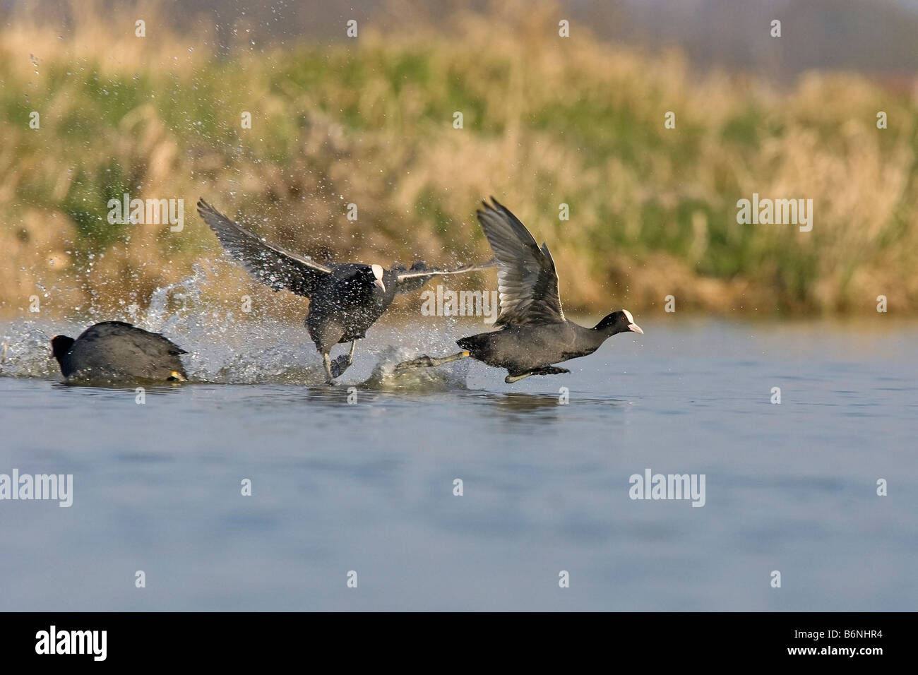 Battle between 2 male during the courtship display Stock Photo - Alamy