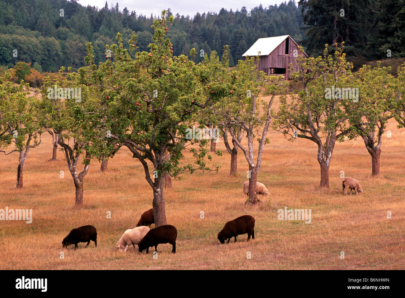 A Flock of Black Sheep and White Sheep grazing in a Field, Saltspring ...