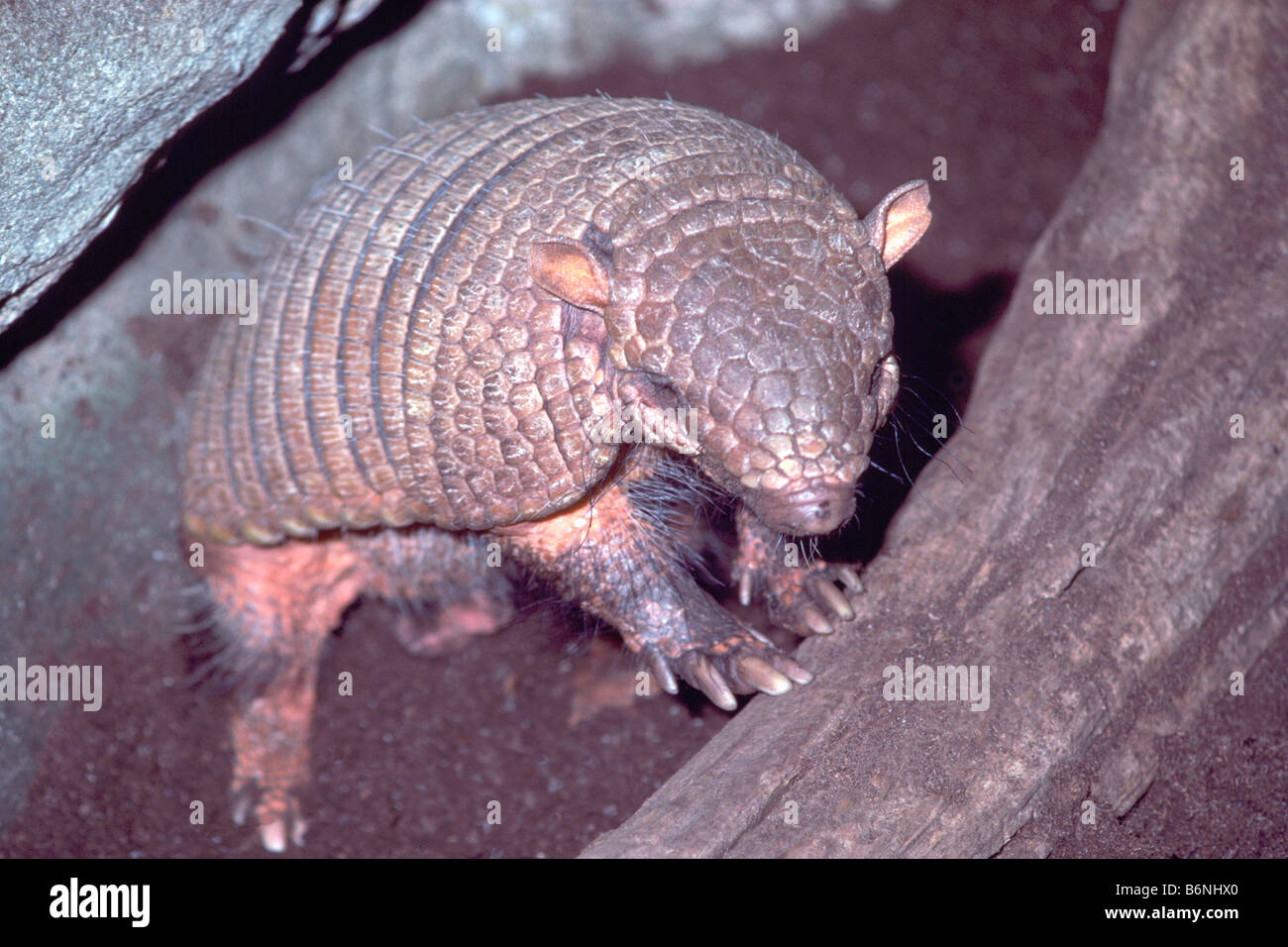 Armadillo standing hi-res stock photography and images - Alamy