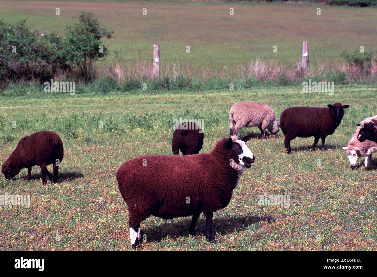 A Flock of Black Sheep and Two White Sheep grazing in a Field ...