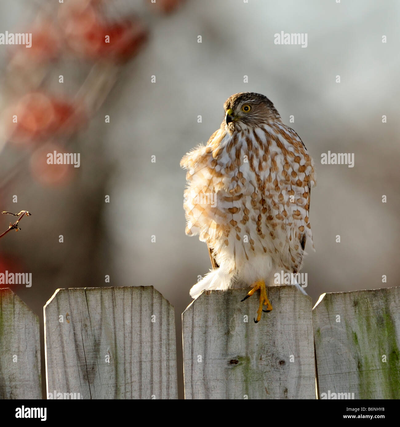 Sharp shinned hawk perched hi-res stock photography and images - Alamy