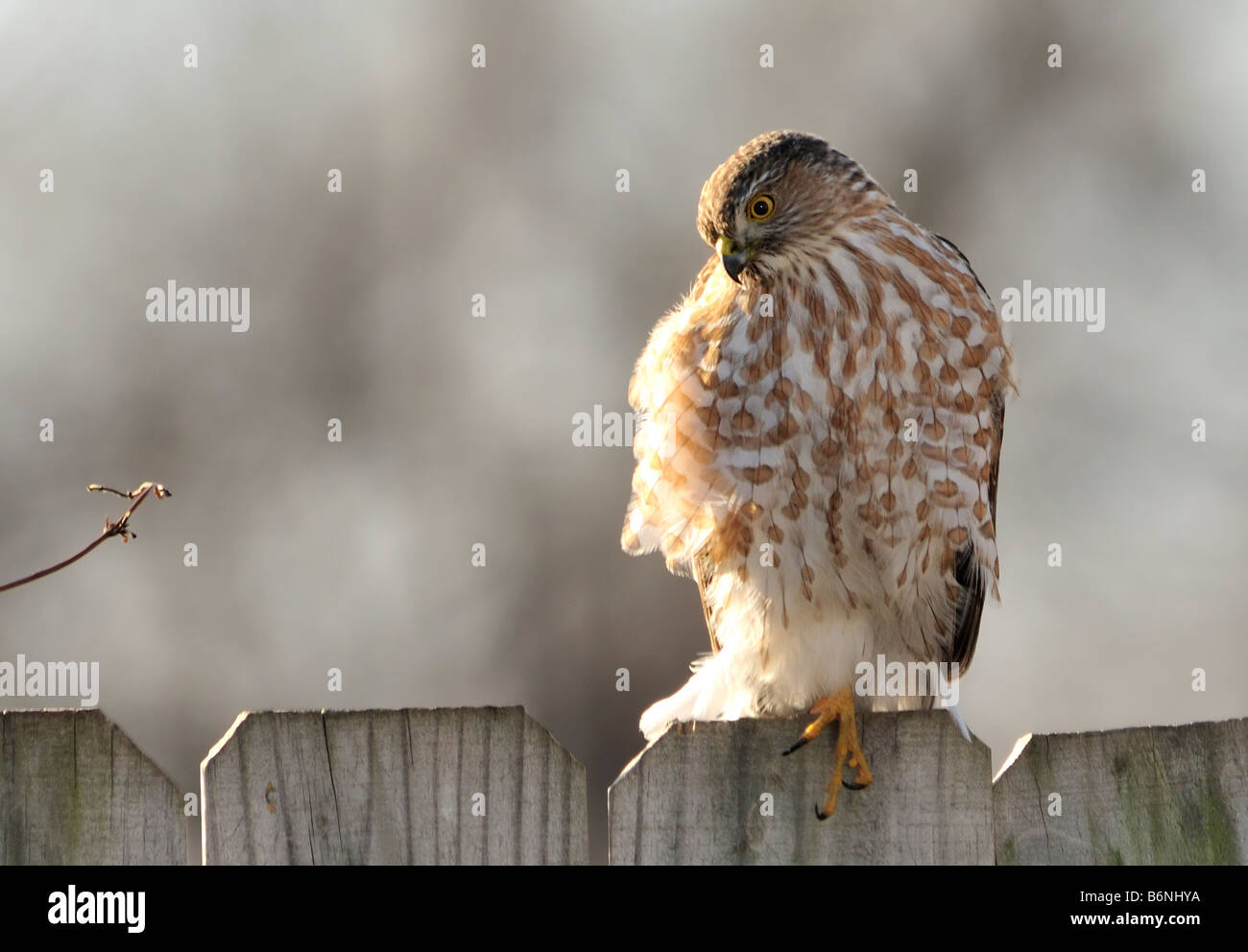 Sharpie body hi-res stock photography and images - Alamy