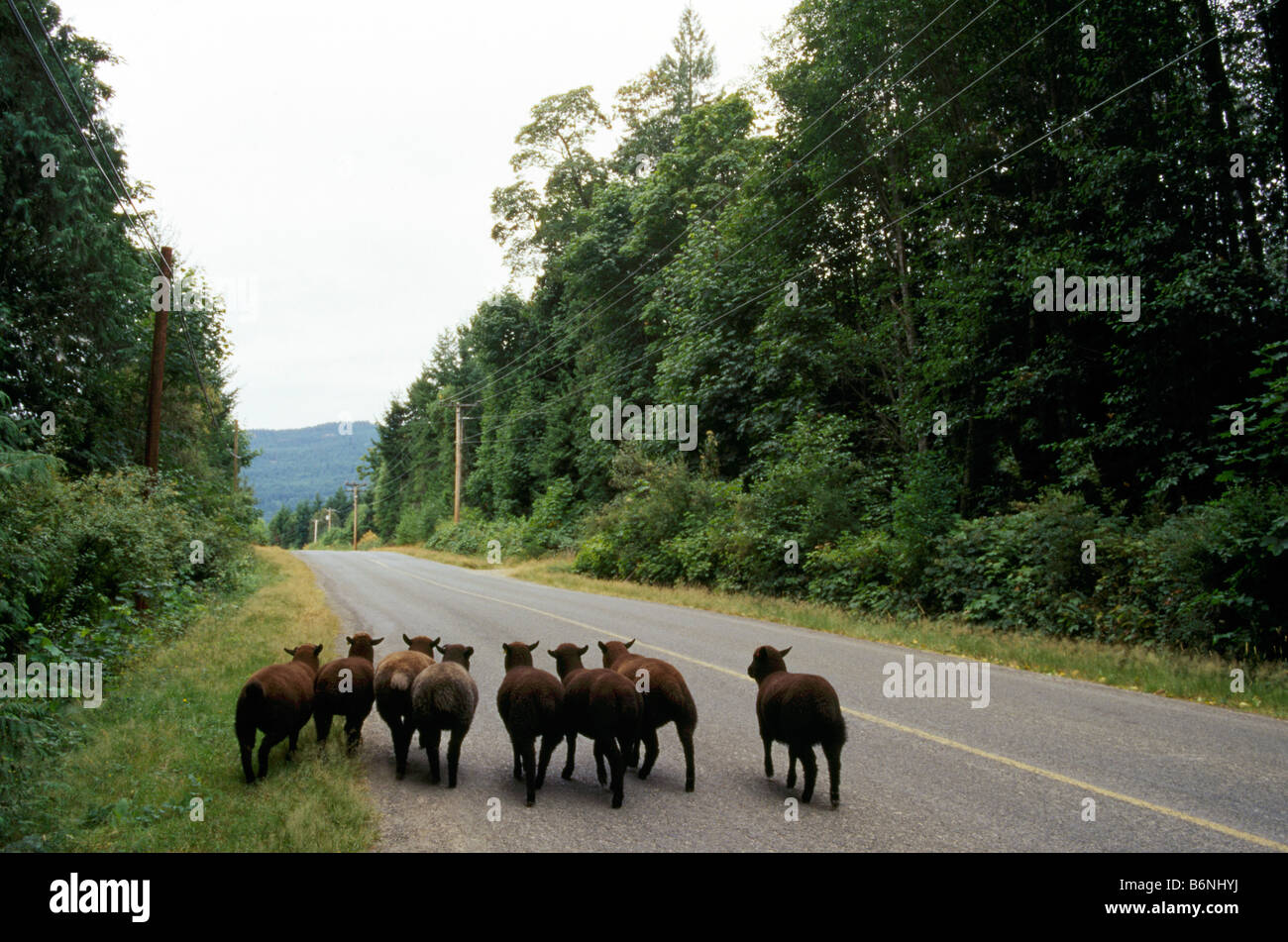 Flock of Runaway Black Sheep running on Country Road, Saltspring (Salt ...