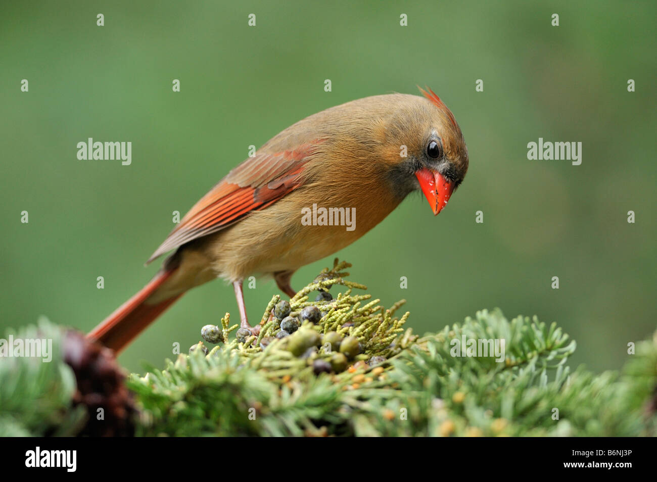 Female cardinal hi-res stock photography and images - Alamy