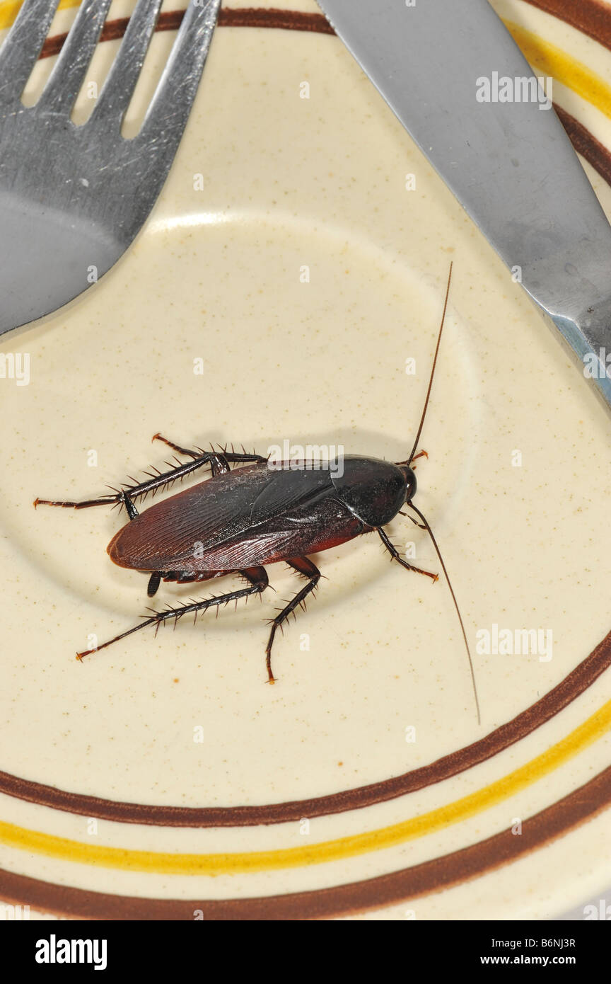 Uninvited guest hi-res stock photography and images - Alamy