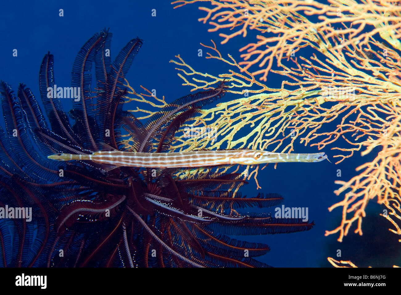 Flute fish hi-res stock photography and images - Alamy