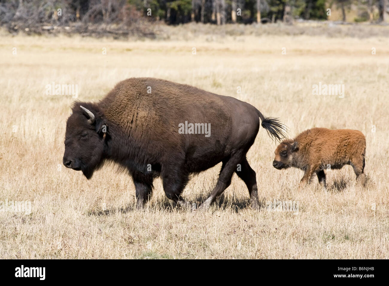 An adult female American Bison with young calf Stock Photo - Alamy