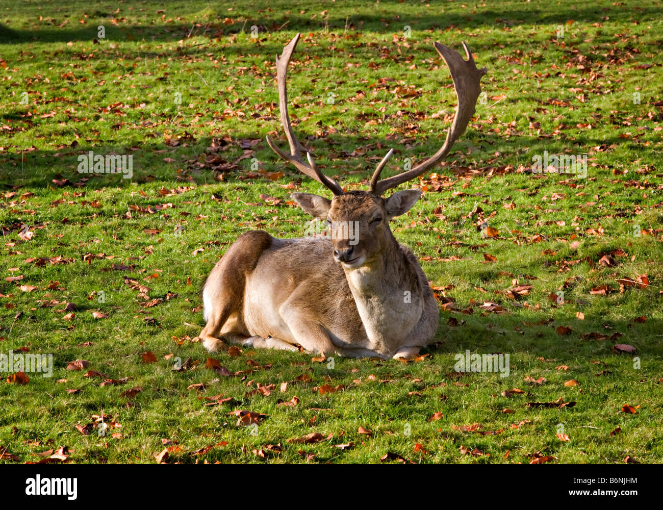 Fallow Deer At Dunham Massey Hall And Park Altrincham Cheshire Stock fallow-deer-at-dunham-massey-hall-and-park-altrincham-cheshire-stock