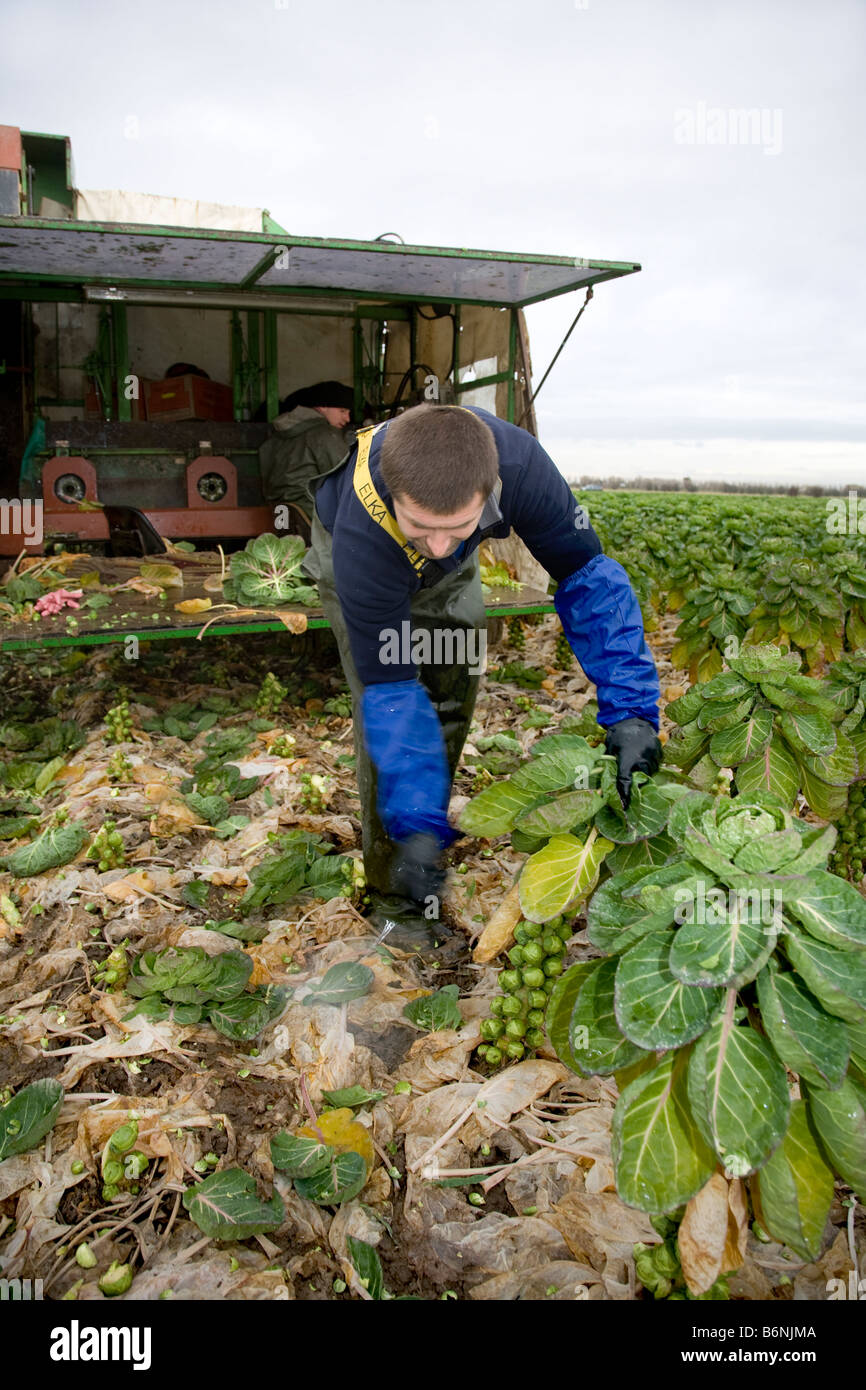 Grower and farm workers harvesting Brussels sprouts vegetable crop ...