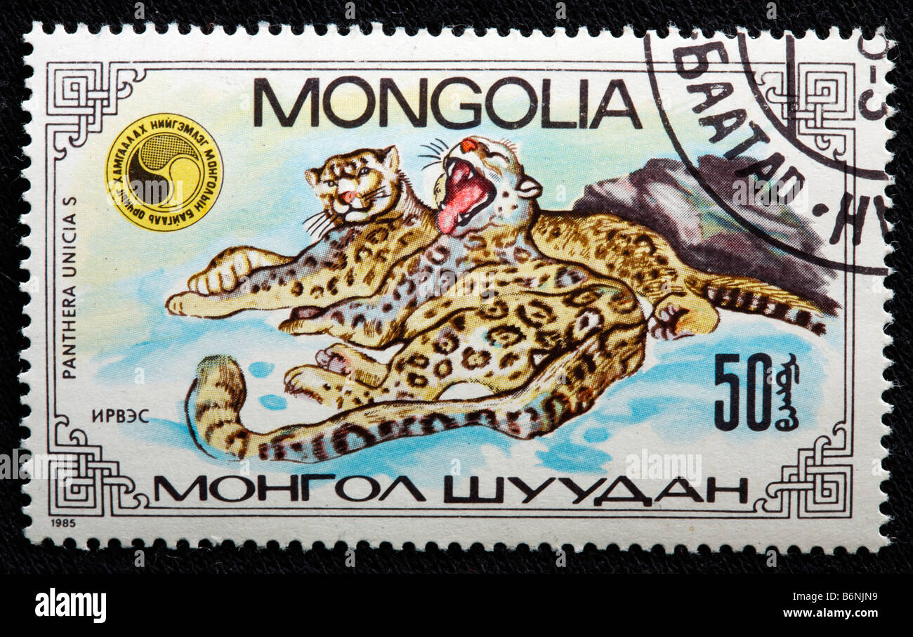 Snow leopard (Uncia uncia, ounce), postage stamp, Mongolia, 1985 Stock ...