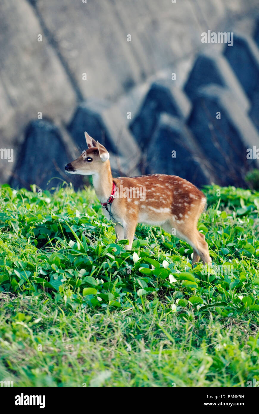 Formosan Sika Deer, Cervus nippon taiouanus, Taiwan, Green Island ...