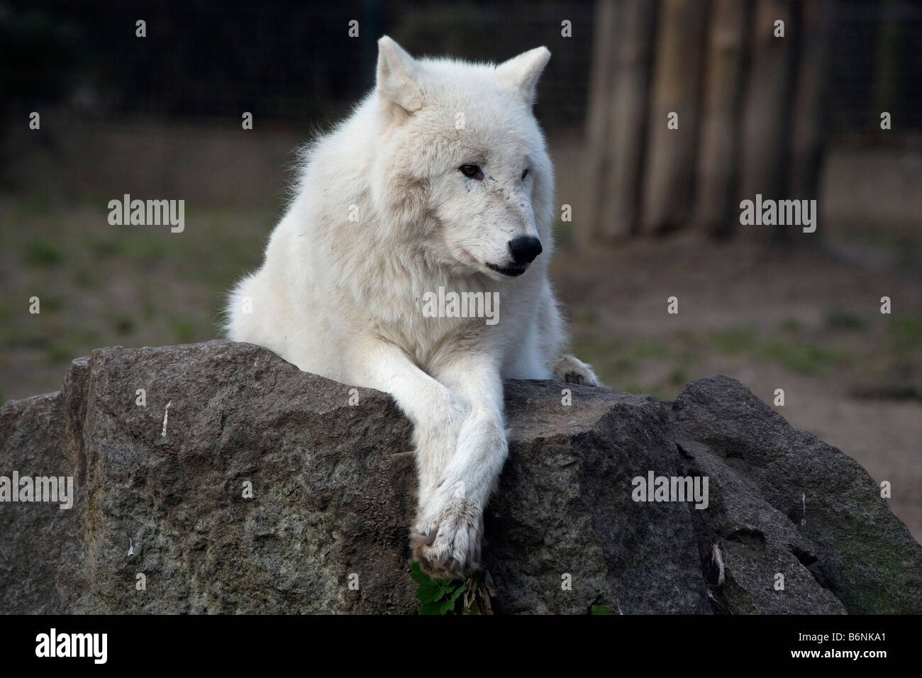 Arctic Wolf (Canis lupus arctos) - also known as Polar Wolf or White ...
