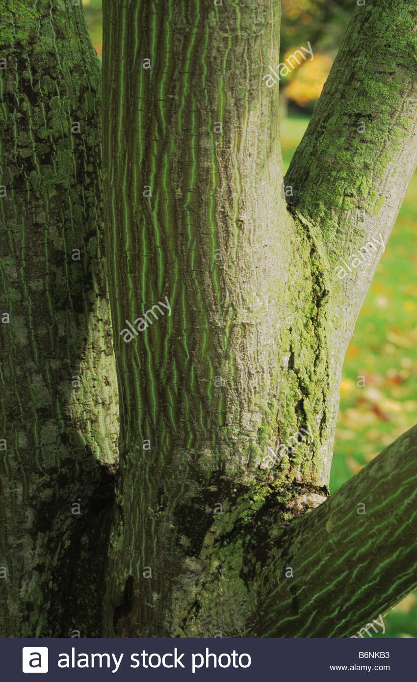 Acer Davidii Stock Photos & Acer Davidii Stock Images - Alamy