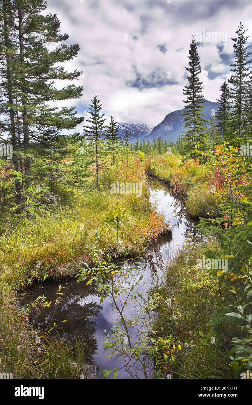 Cold stream in mountains of Canada among multi coloured autumn grasses ...