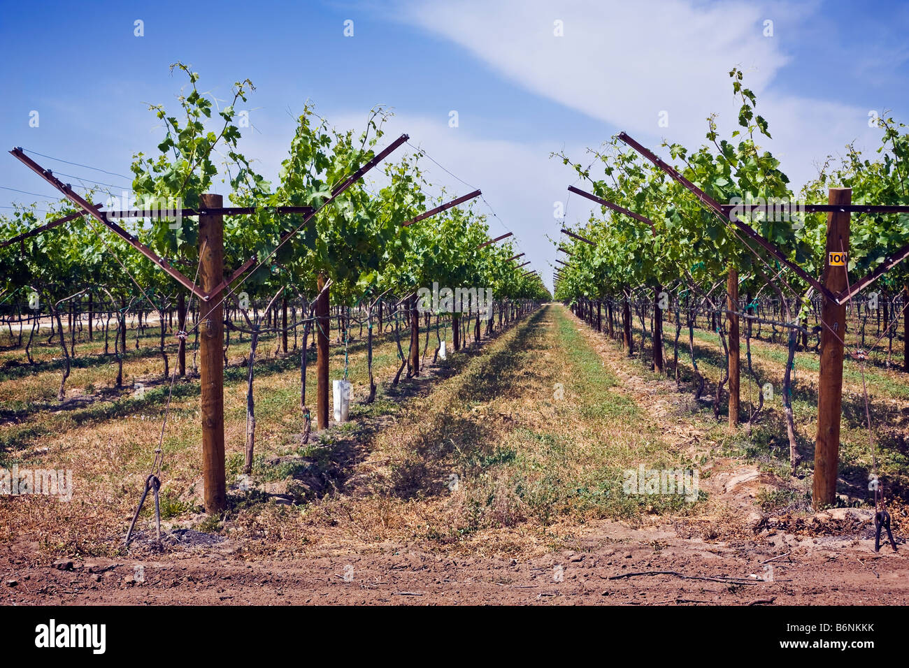 Lines of vineyard hi-res stock photography and images - Alamy