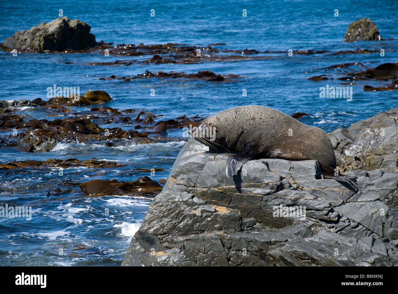 Seals rock hi-res stock photography and images - Alamy
