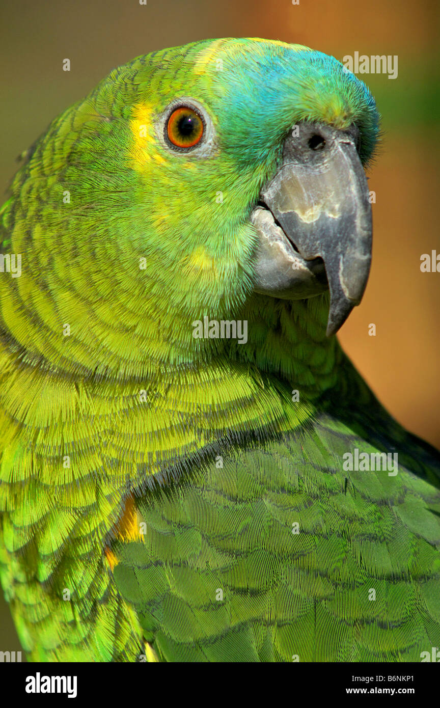 Blue Fronted Amazon parrot Stock Photo - Alamy