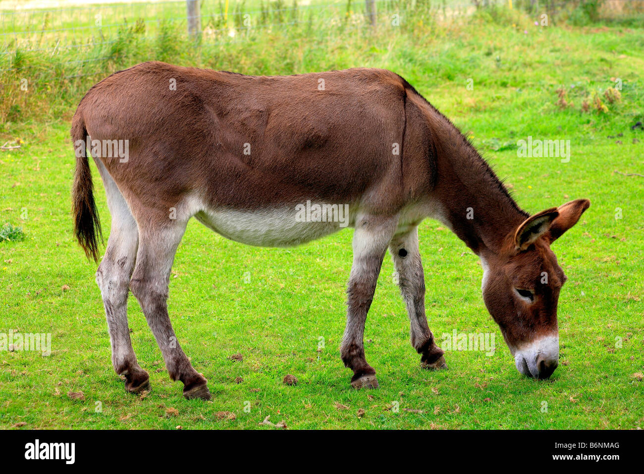 Domestic Donkey (Equus asinus) Landscape head image large ears stupid ...
