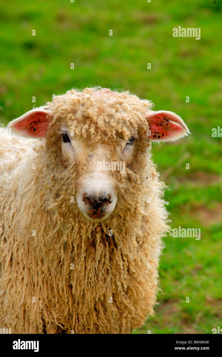 Rare English Breed Lincoln Longwool Sheep Stock Photo - Alamy