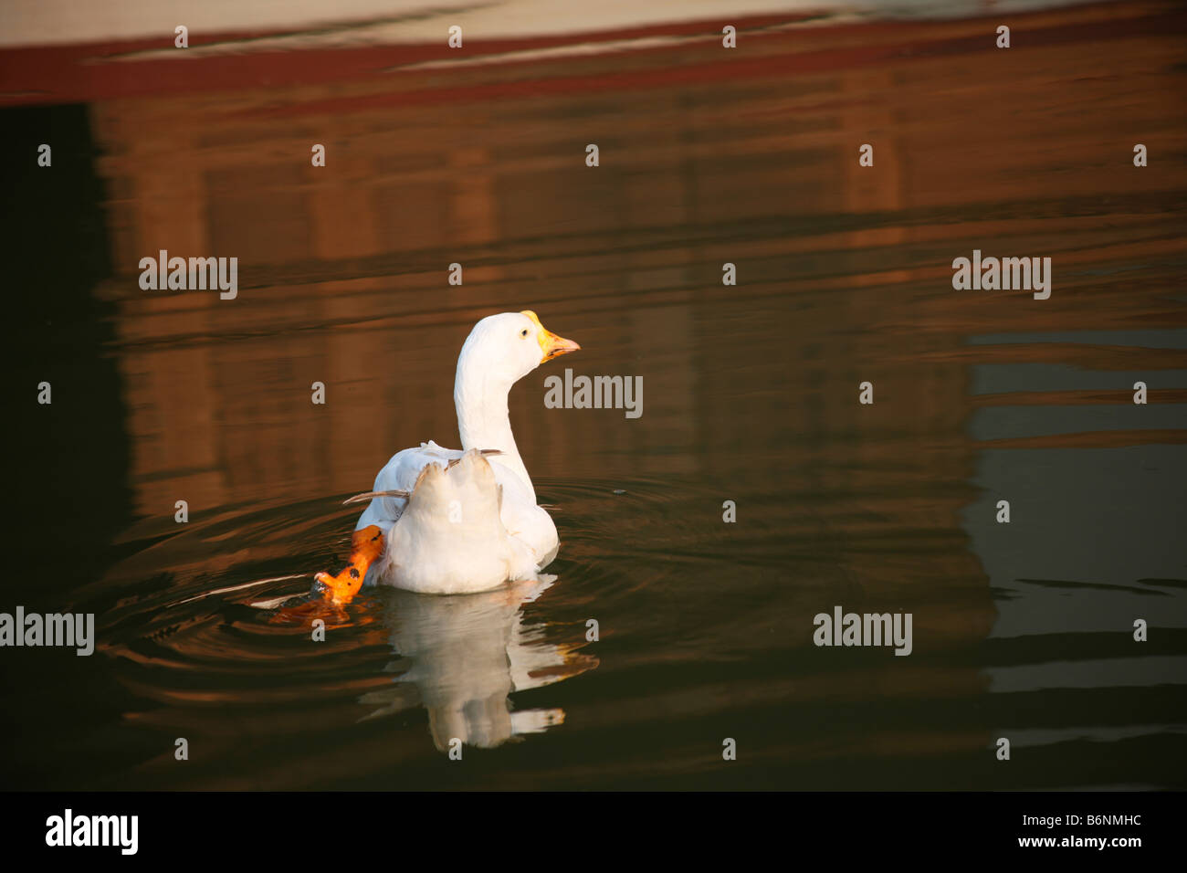 A goose swimming in water Stock Photo - Alamy