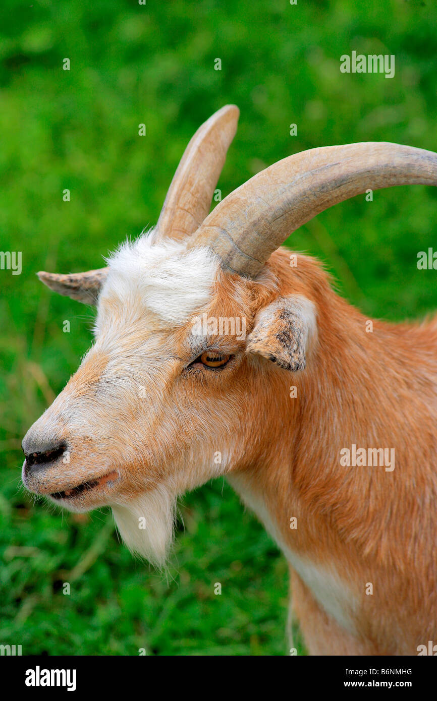 Rare breed goat hi-res stock photography and images - Alamy