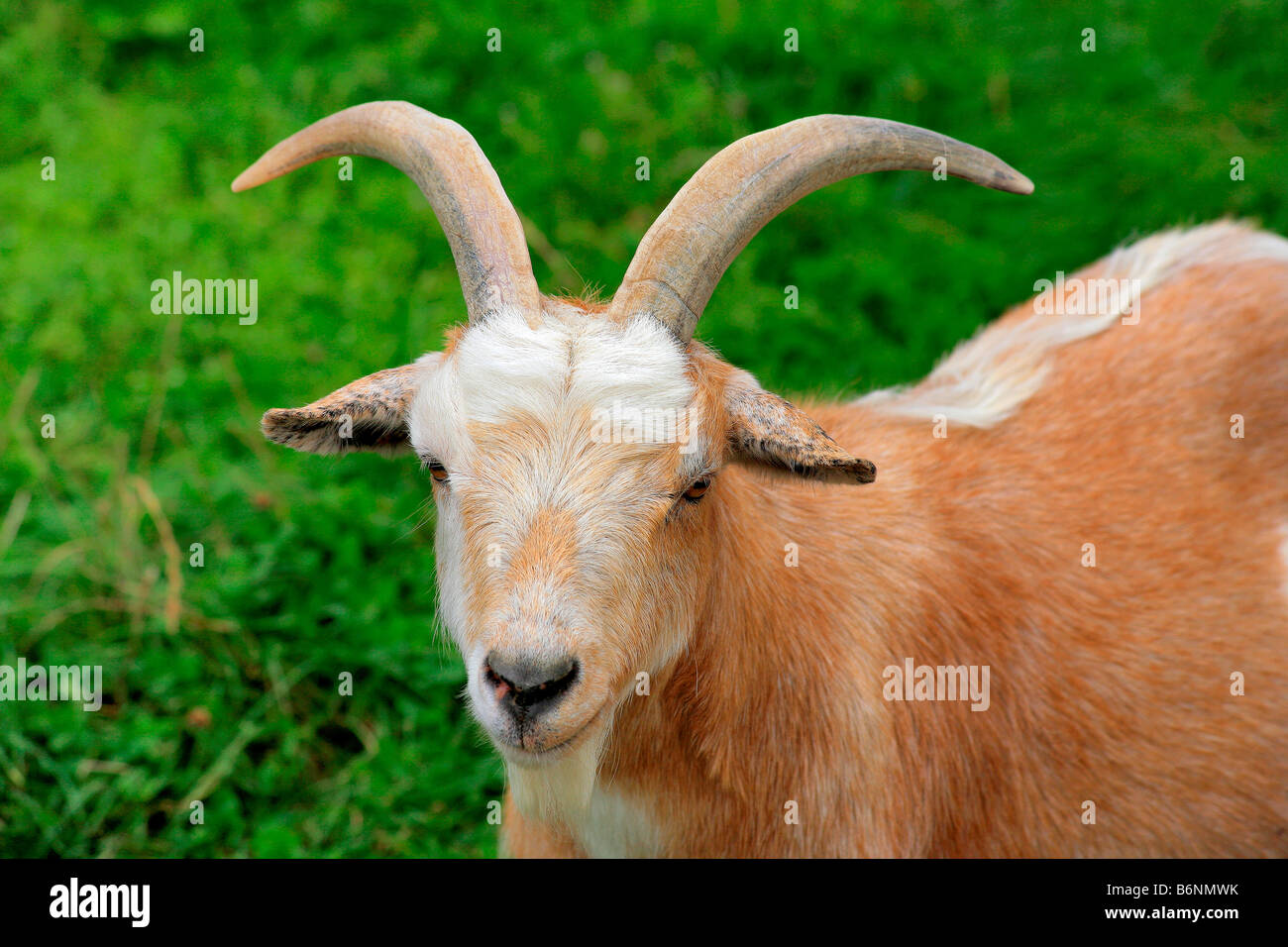 Rare English Breed Pygmy Goats Portrait domestic farming animals mammal ...