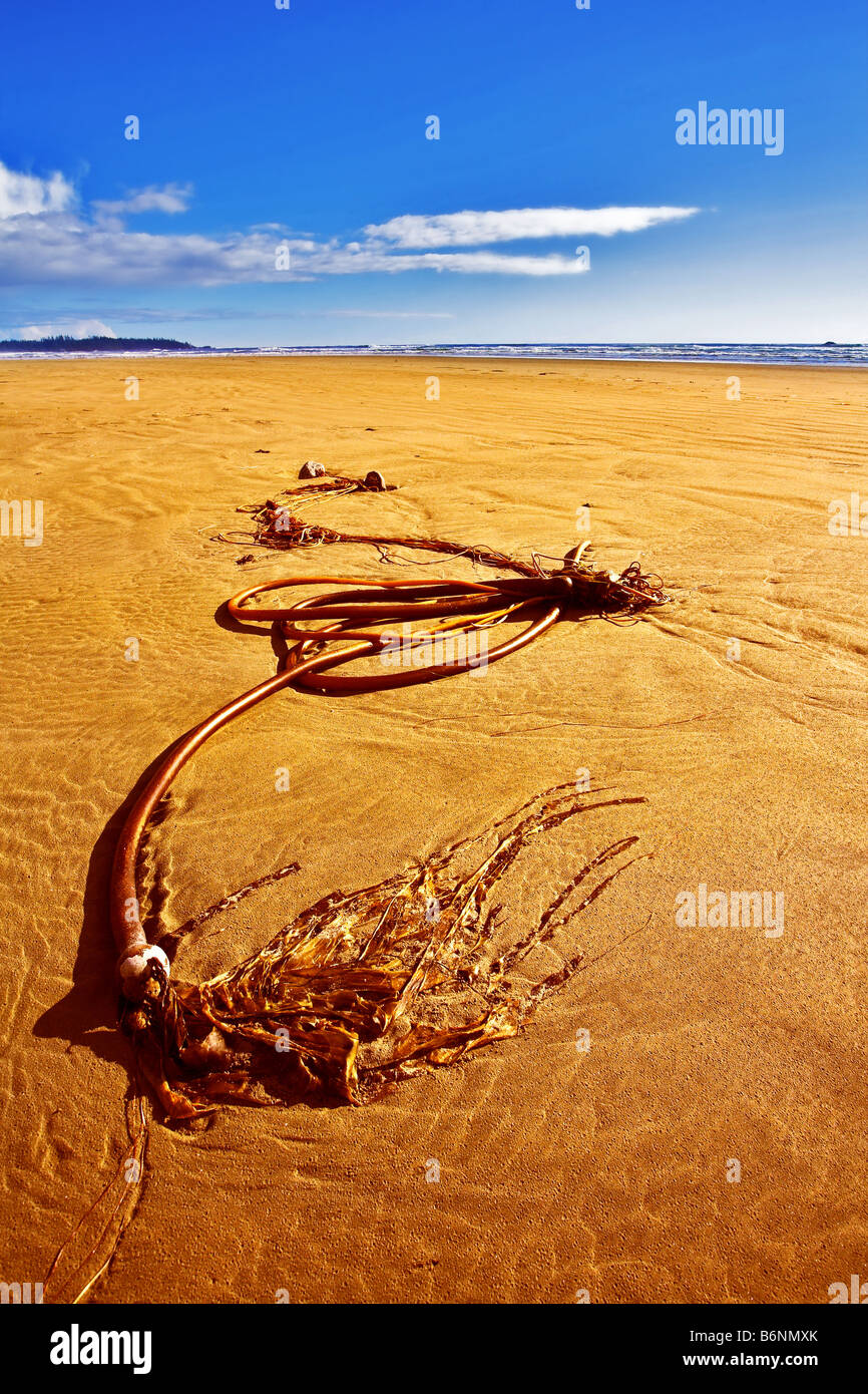 Ocean coast on island Vancouve and dry seaweed Stock Photo - Alamy