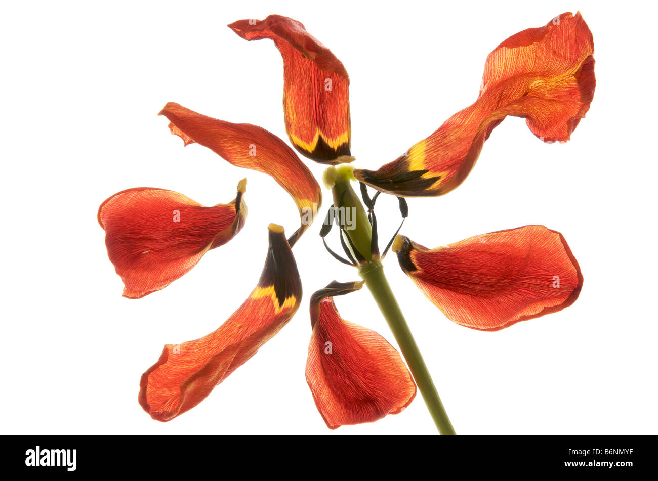 Spred out hi-res stock photography and images - Alamy