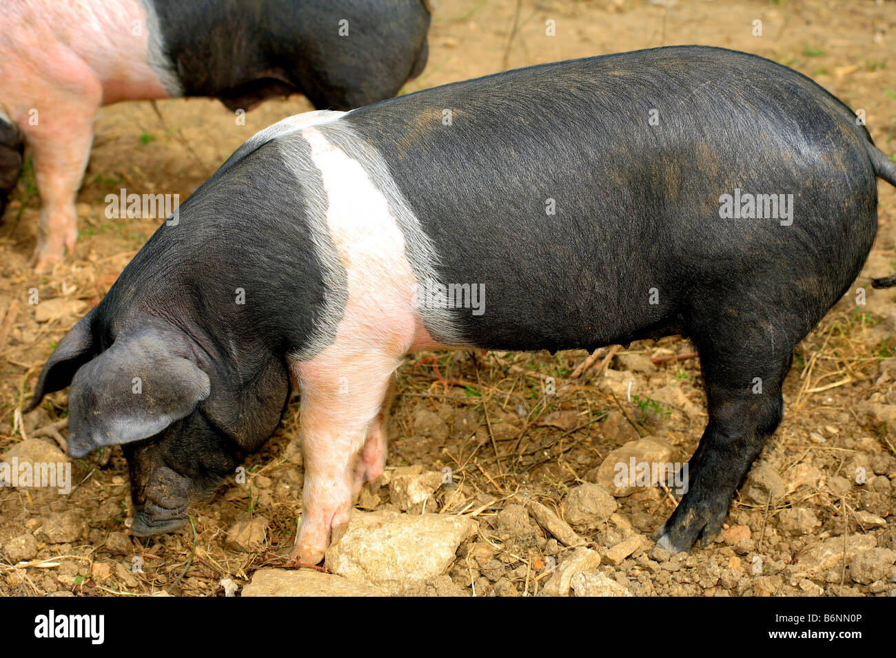 British Saddleback Sow Pig and her Piglets in a pig sty on a farm in ...