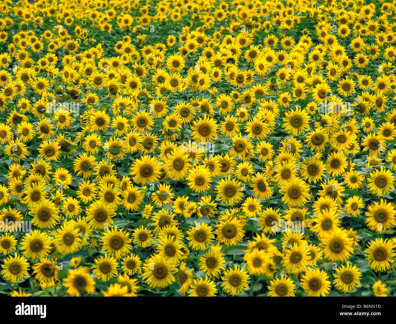 Vegetable oil hi-res stock photography and images - Alamy