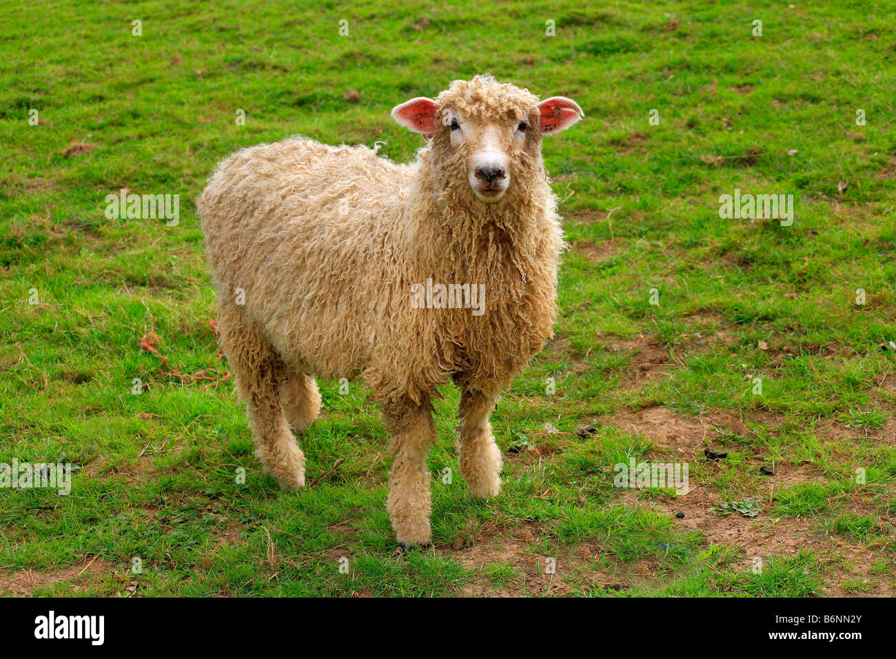Rare English Breed Lincoln Longwool Sheep. farm Farming Animals ...