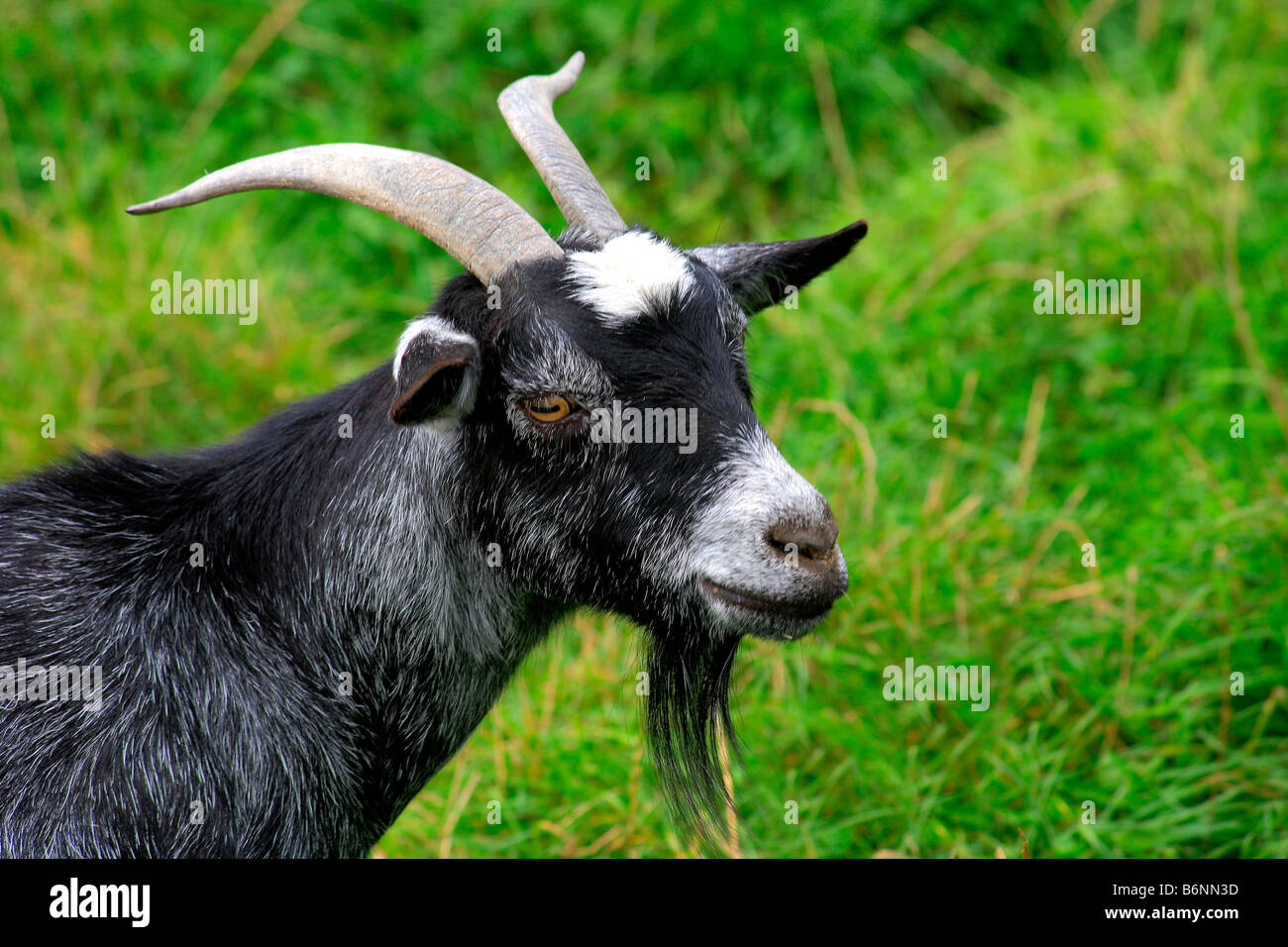 Rare English Breed Pygmy Goats Portrait domestic farming animals mammal ...